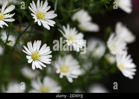 Cute White Cutter flower in garden, flower background concept Stock ...