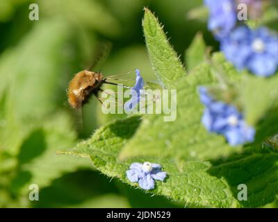 Dotted Bee Fly (Bombylius discolor), Bombyliidae. Sussex, UK Stock ...