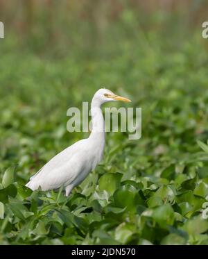 The cattle egret is a cosmopolitan species of heron found in the ...