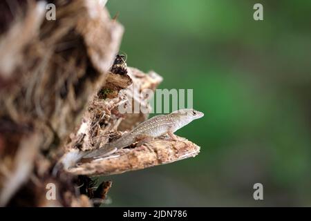Macro closeup of blown alone lizard warming on summer sun. Anolis ...