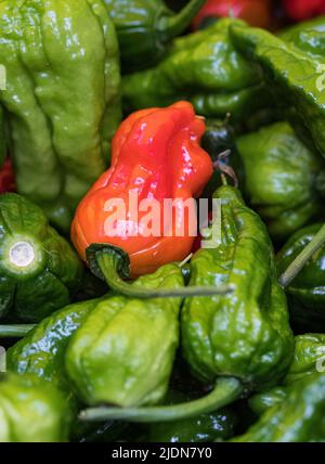 Red and green chilli peppers after a shower of rain Stock Photo - Alamy