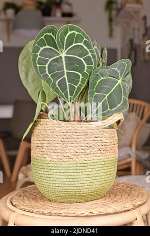House plant Anthurium in white flowerpot isolated on pink background Stock Photo - Alamy