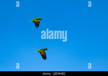 Yellow-crowned and red-crowned Amazons, two parrots flying in blue sky ...