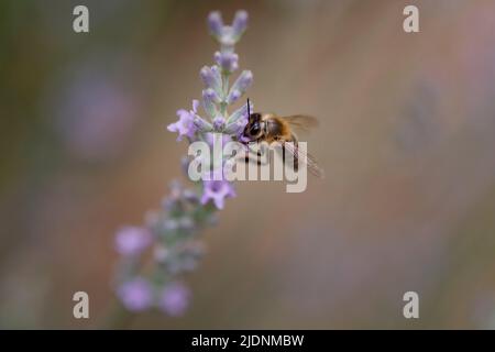 Photo taken on June 22, 2022 shows bee on a lavender flower, in Rijeka ...