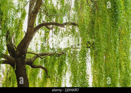 Mayten tree (Maytenus boaria), evergreen weeping tree close up in park ...