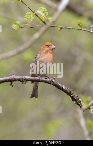 House finch bird at Richmond BC Canada Stock Photo - Alamy