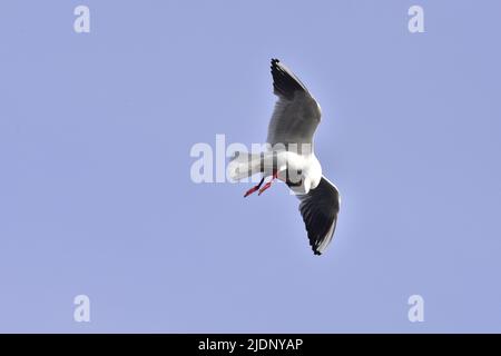 Black-headed gull at RSPB Loch Leven Stock Photo - Alamy