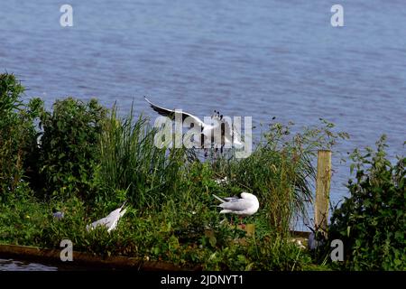 Black-headed gull at RSPB Loch Leven Stock Photo - Alamy
