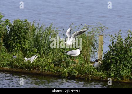 Black-headed gull at RSPB Loch Leven Stock Photo - Alamy