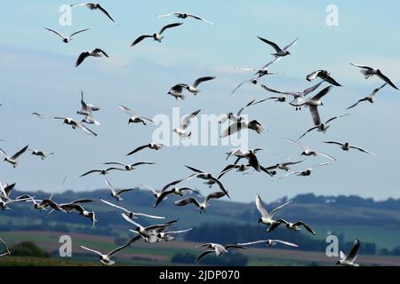 Black-headed gull at RSPB Loch Leven Stock Photo - Alamy