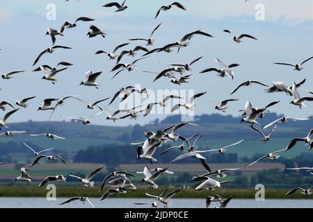 Black-headed gull at RSPB Loch Leven Stock Photo - Alamy