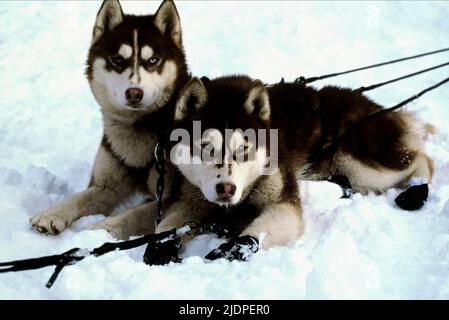 SNOW DOGS - 8 HELDEN AUF 4 PFOTEN / Snow Dogs USA 2002 / Brian Levant ...