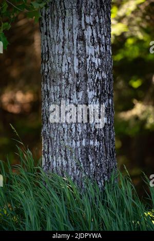 Closeup shot of the bottom of a tree trunk Stock Photo - Alamy