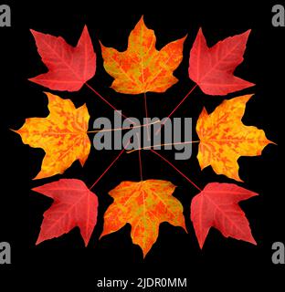 Background of the autumn maple leaves Stock Photo - Alamy