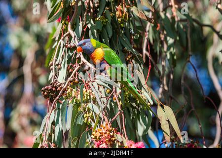 Adelaide Australia, 23 June 2022 . An Australian rainbow lorikeet ...