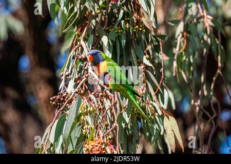 23 June 2022; Rainbow lorikeet (Trichoglossus Moluccanus) perched on a ...