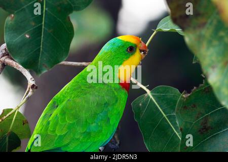 Indian plum headed parrot or parakeets feeding Rajasthan India Stock ...