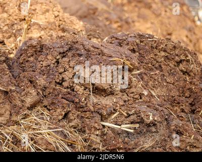 Cow dung gathered in indian village rural areas as bio fertilizer Stock ...