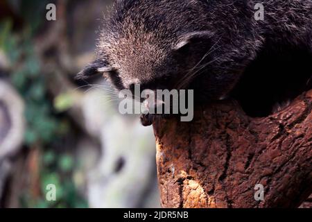 The binturong, also known as bearcat, is a viverrid native to South and ...