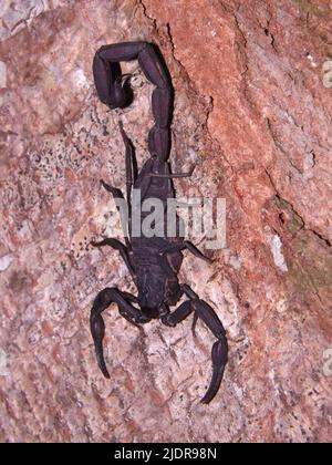 Scorpion (order Scorpiones Stock Photo - Alamy