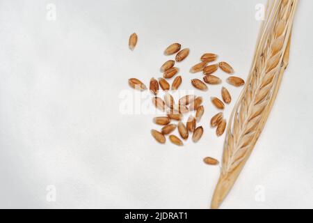 Several grains of cereals, natural dry grain Stock Photo - Alamy