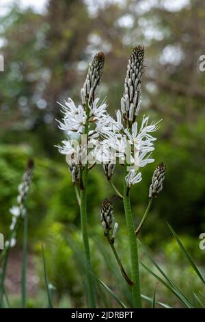Flowers and bud of White asphodel or Asphodelus albus Stock Photo - Alamy