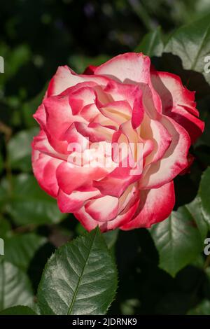 Blooming rose bud. Summer flower close-up. Floral background. Nature in ...