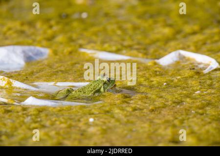 Plastic everywhere, the environmental problem. Frog in plastic foil at ...