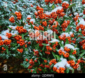 Egyptian thorn, Christ's thorn (Pyracantha coccinea) prickly evergreen ...