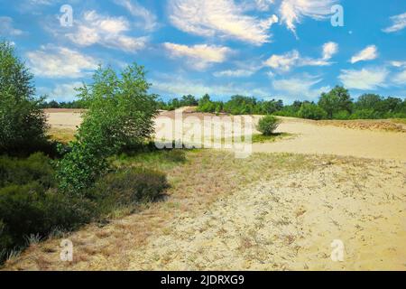 Beautiful dutch landscape, drifting sand dunes plateau, green forest ...
