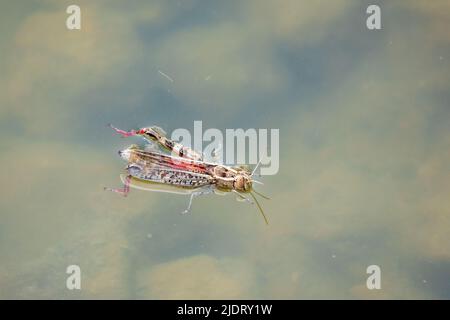 A large brown migratory locust, Locusta migratoria, fell into the water ...