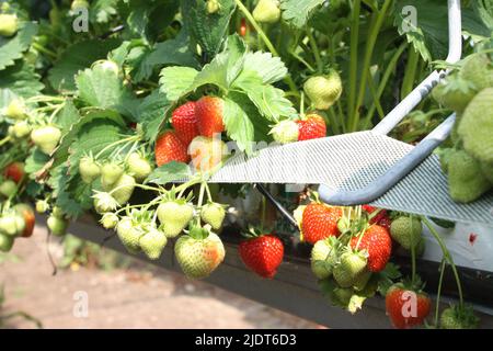 Strawberry picking at Rectory Farm, Oxfordshire. Fruit picking Stock ...
