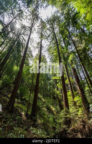 USA, California, Mill Valley, Redwood trees in forest Stock Photo - Alamy