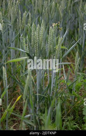Wheat field the Rothamsted Estate, Harpenden Hertfordshire England UK ...