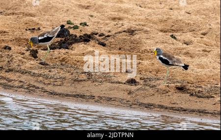 Pair of white-crowned lapwings (Vanellus albiceps) from Kruger NP ...