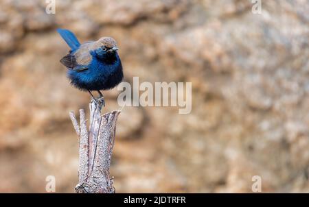 Male Indian robin (Copsychus fulicatus) on boundary wall/railing : (pix ...