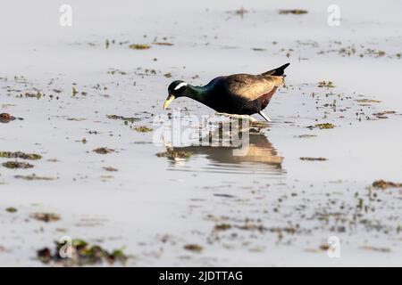 Bronse-winged jacana (Metopidius indicus) from Kaziranga National Park ...