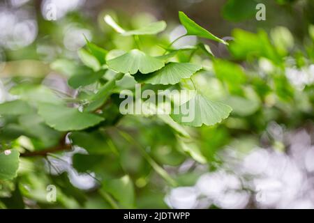 Outdoor Japanese ginkgo biloba leaves, Closeup Stock Photo - Alamy