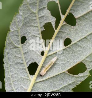 Raspberry sawfly Monophadnoides geniculatus larva and damage on leaf ...