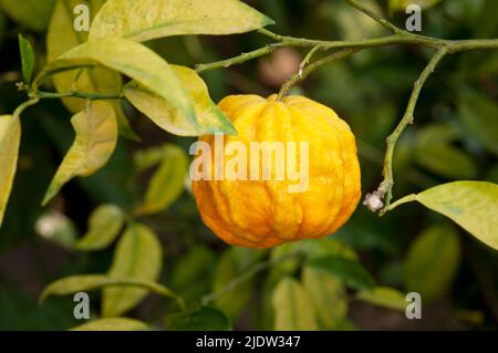 Corrugated orange fruit, Citrus aurantium “Corrugato”, The green fair ...