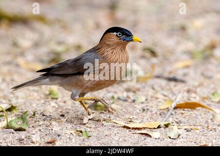 Brahminy starling (Sturnia pagodarum) from Jawai-area, Rajasthan, India ...