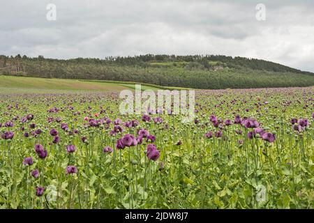 Purple poppy field Lindisfarne (Holy Island) Northumberland, England ...