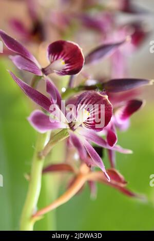 Beautiful flowers from the tropical japanese orchid Stock Photo - Alamy