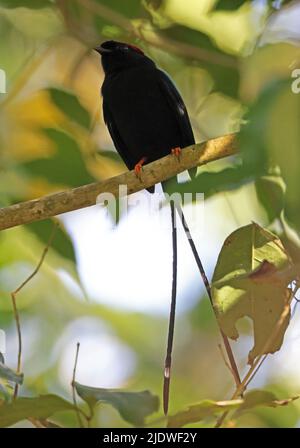 Long-tailed manakin - Chiroxiphia linearis species of bird in the ...