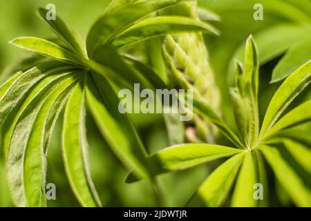 Plant resembling tropical trees. Creative tropical green leaves layout ...