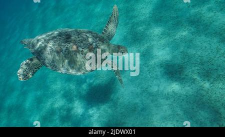 Red Sea, Egypt. 23rd June, 2022. Blue-spotted stingray (Taeniura lymma ...