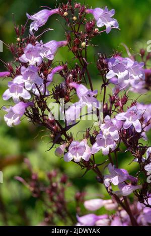 digitalis penstemon in the garden Stock Photo - Alamy
