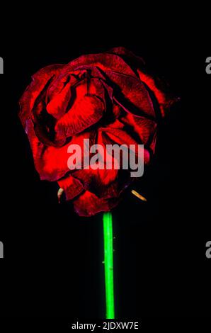 close-up of withering red rose bunch isolated black background, wilted ...
