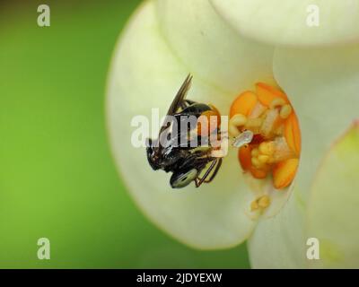 close-up of stingless trigona bee on the flower Stock Photo - Alamy