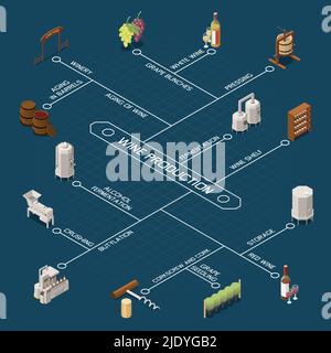 Wine production process vector infographics, diagram with grapes ...